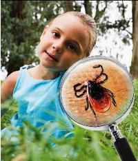 lyme – Division of Public Health